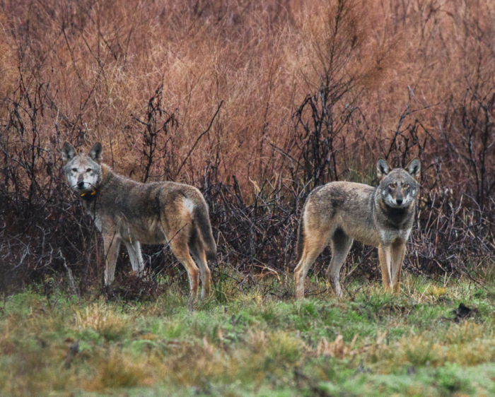 Historic settlement secures conservation of endangered red wolves in ...